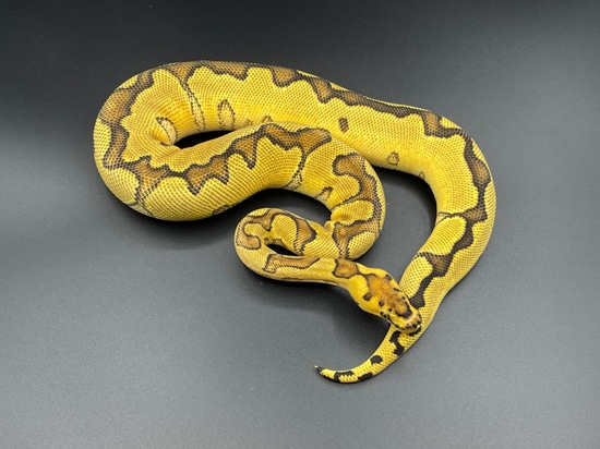 Enchi Yellow Belly Clown Ball Python by Conley Herps, Inc.
