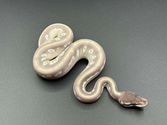 Mystic Potion Ball Python by Conley Herps, Inc.