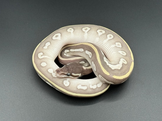 Mystic Potion Ball Python by Conley Herps, Inc.