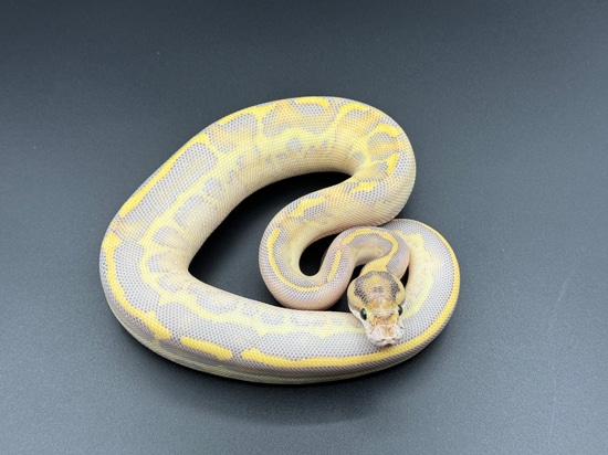 Leopard Ivory Ball Python by Conley Herps, Inc.