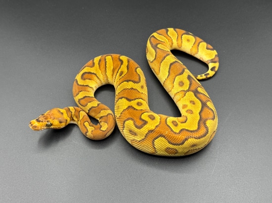 Cypress Enchi Yellow Belly Clown Ball Python by Conley Herps, Inc.