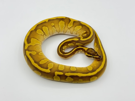 Lesser Enchi Confusion Ball Python by Conley Herps, Inc.