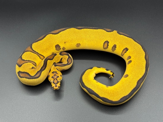 Enchi Leopard Yellow Belly Clown Ball Python by Conley Herps, Inc.