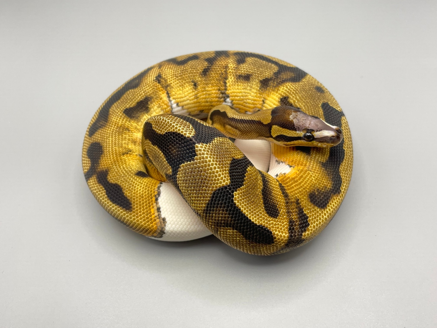 Scaleless Head Pied