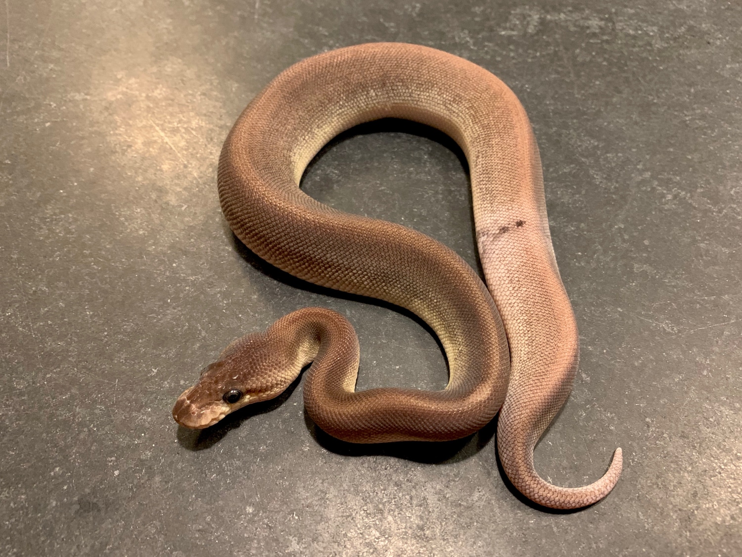 Super Black Pastel, Het Pied Ball Python by Conservation Herpetoculture ...