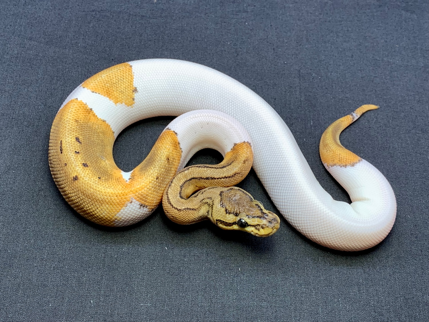 Pinstripe Pied Ball Python by Conservation Herpetoculture - MorphMarket