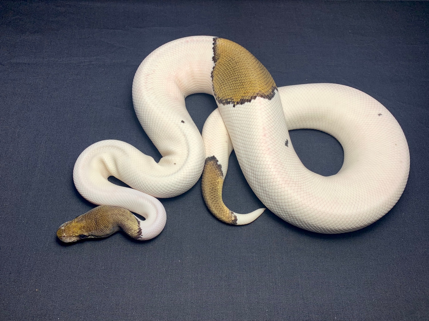 Black Pastel, Pinstripe, Pied Ball Python by Conservation ...