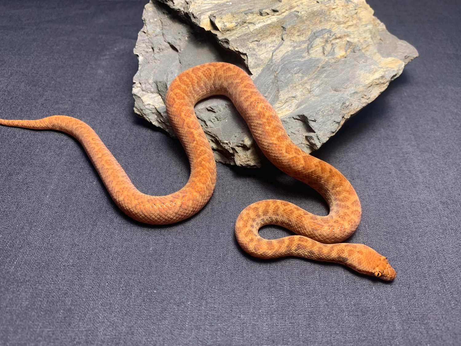(A. Perthensis) Pygmy Python by Conservation Herpetoculture - MorphMarket