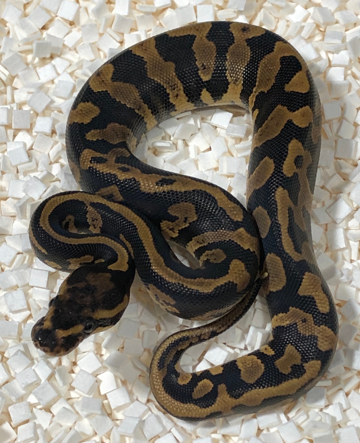 Acid Yellow Belly Ball Python by Constricted Reptiles - MorphMarket