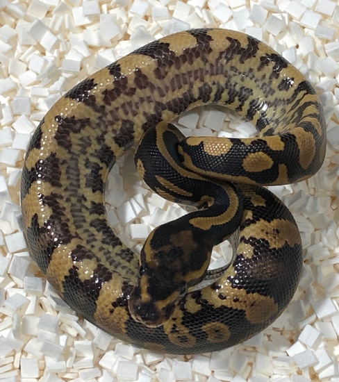 Acid Yellow Belly Ball Python by Constricted Reptiles