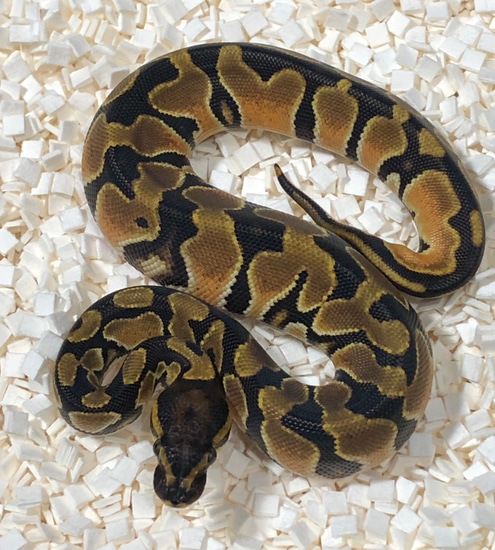 Orange Dream Het Pied Ball Python by Constricted Reptiles