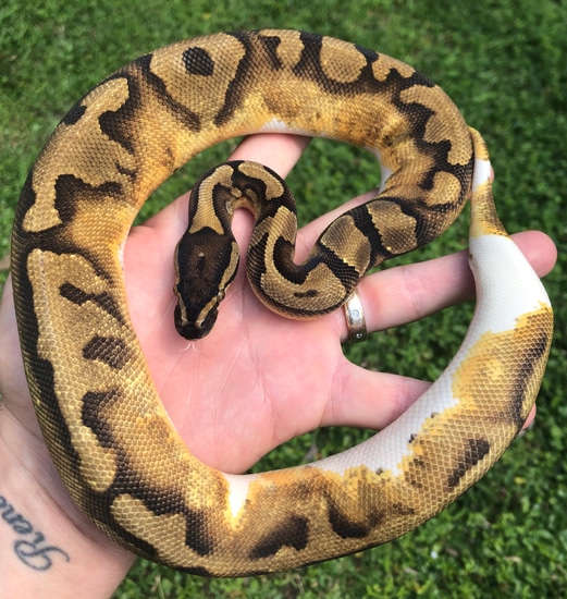 Enchi Pied Ball Python by Constricted Reptiles
