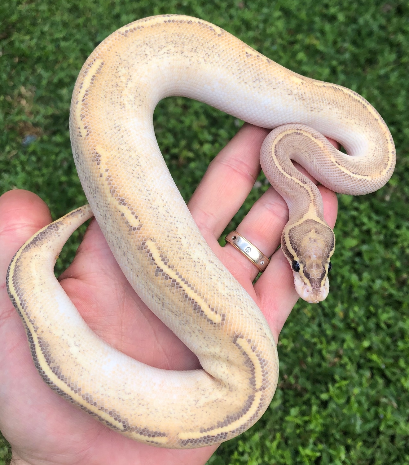 Fire Highway Ball Python by Constricted Reptiles - MorphMarket