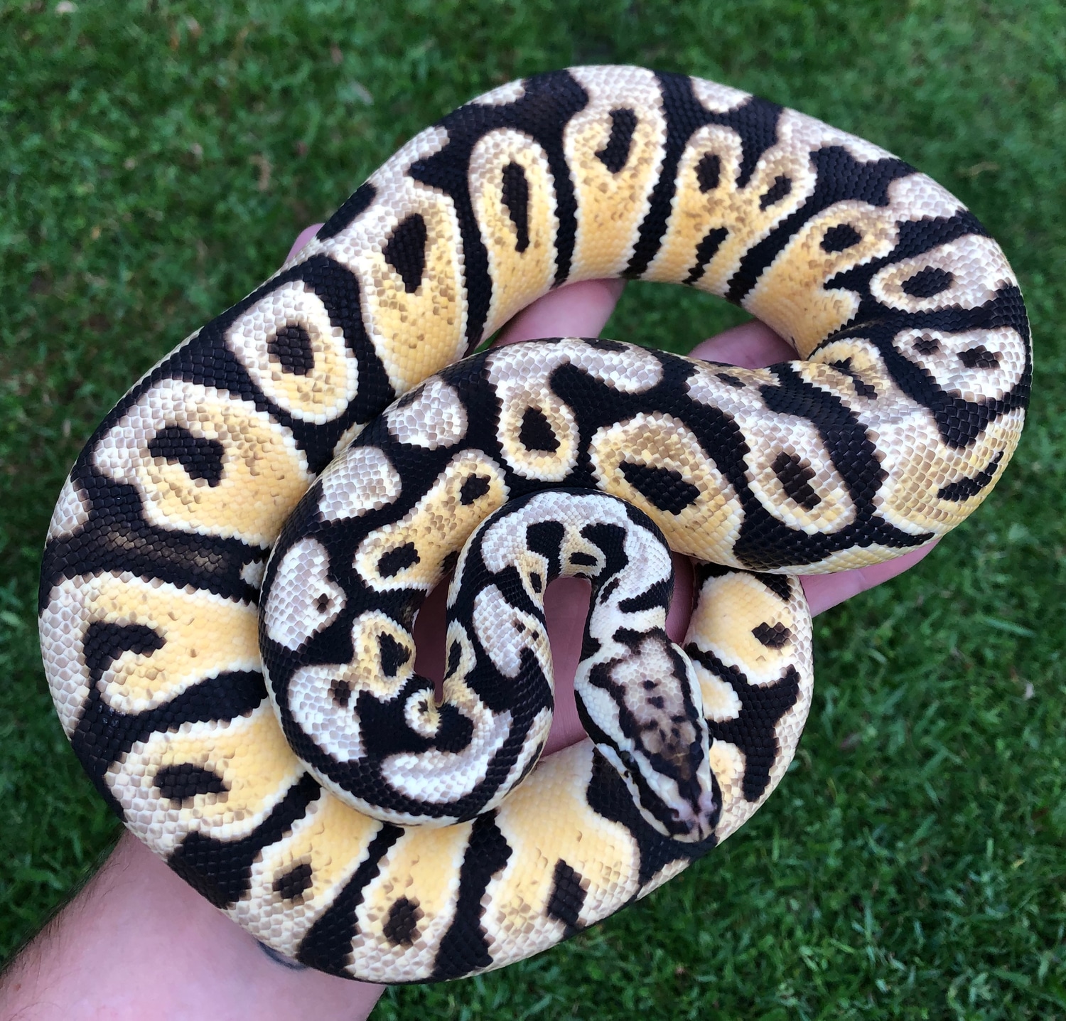 Orange Dream Spotnose Pastel 100% Het Clown Ball Python by Constricted ...