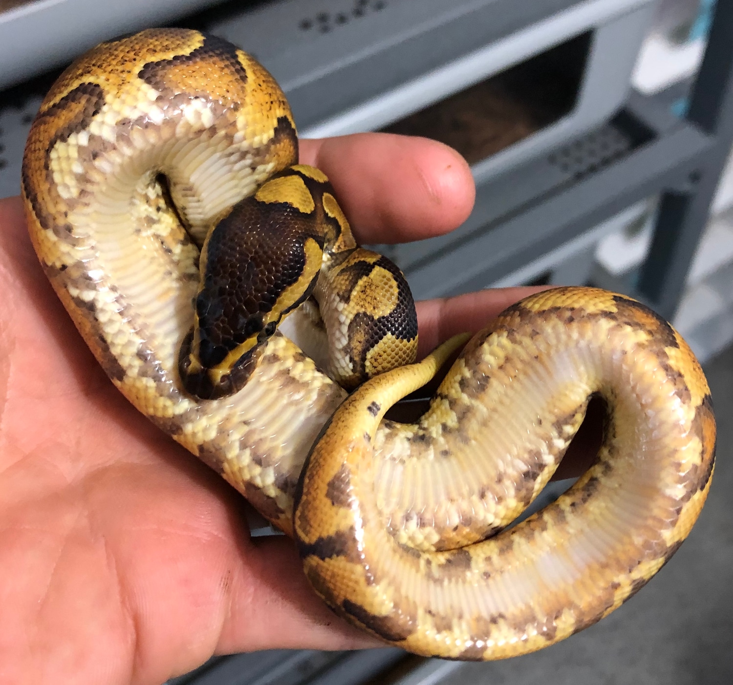 Gravel Enchi Ball Python by Constricted Reptiles - MorphMarket