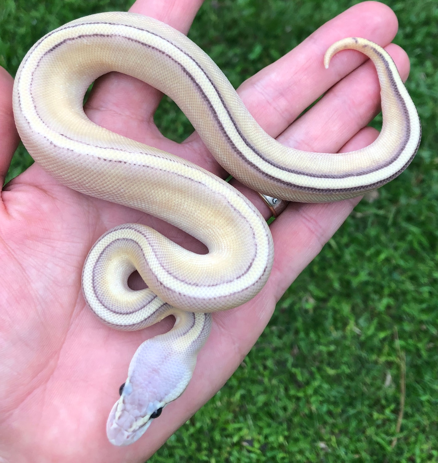Butter Pastel Banana Genetic Stripe Ball Python by Constricted Reptiles ...