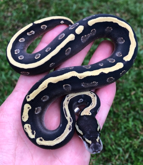 Ghi Mojave Yellow Belly Ball Python by Constricted Reptiles