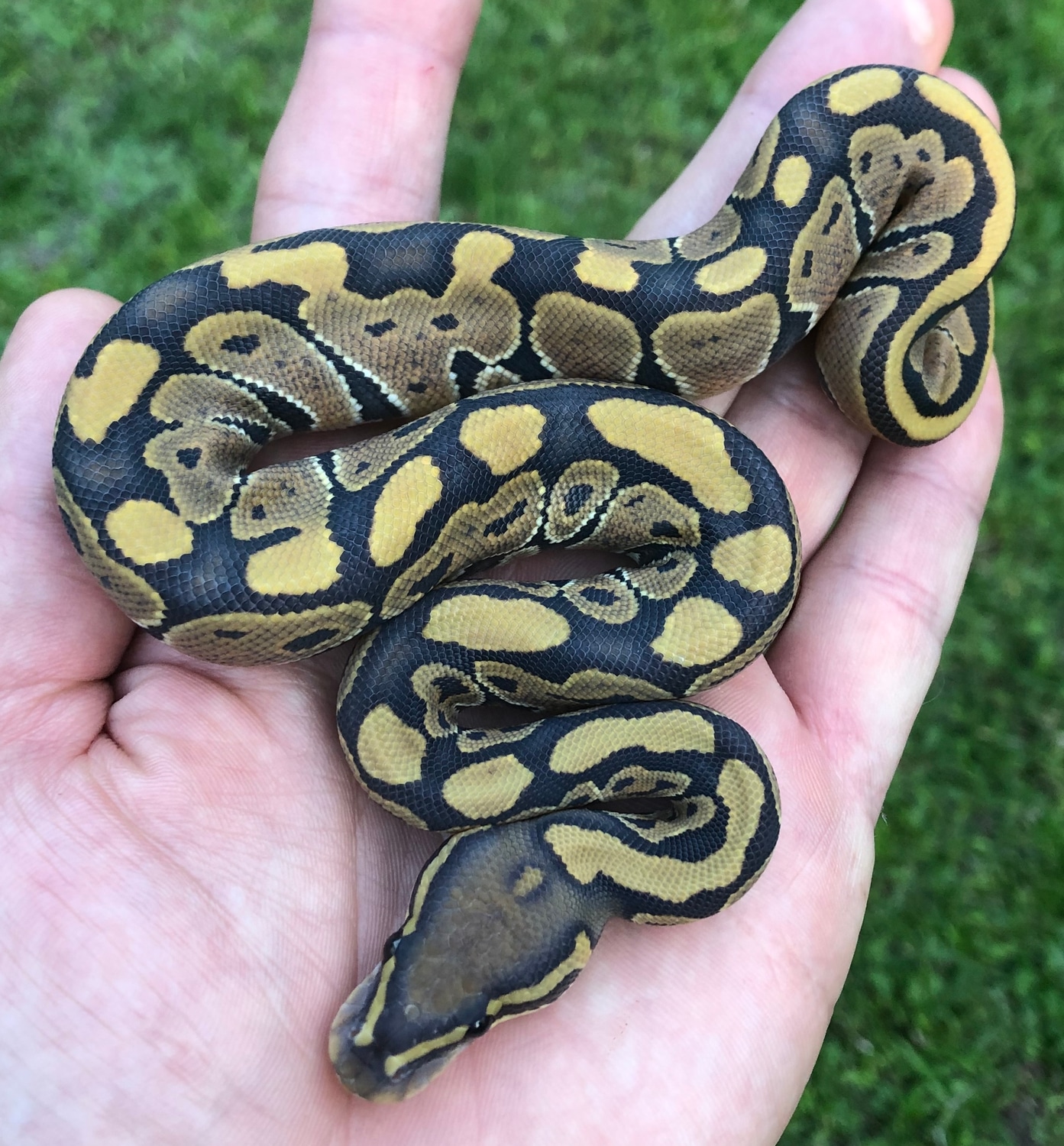 Orange Ghost Ball Python by Constricted Reptiles - MorphMarket