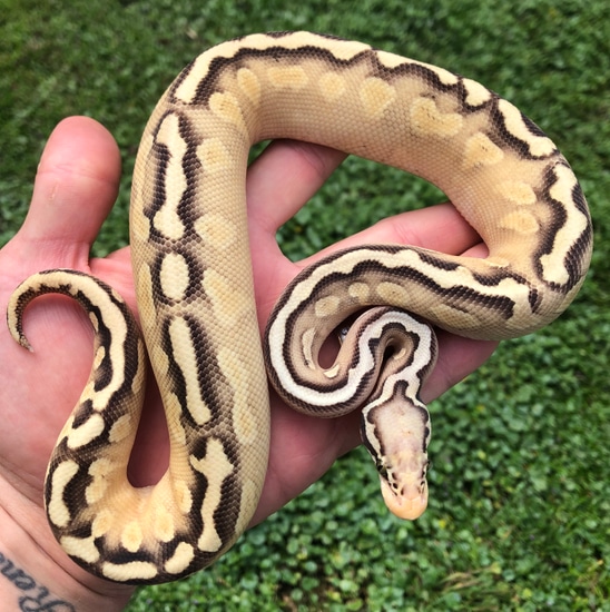 Ghi Spotnose Lesser Pastel Yellow Belly Ball Python by Constricted Reptiles