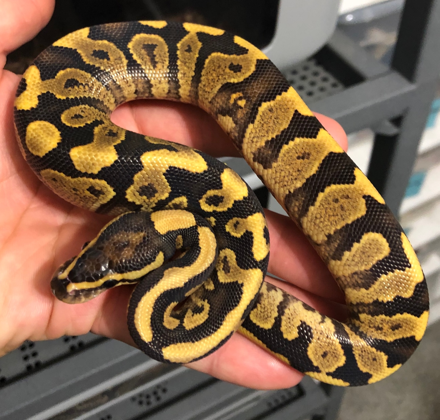 Fire Yellow Belly Ball Python by Constricted Reptiles - MorphMarket