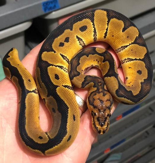 Clown Ball Python by Constricted Reptiles