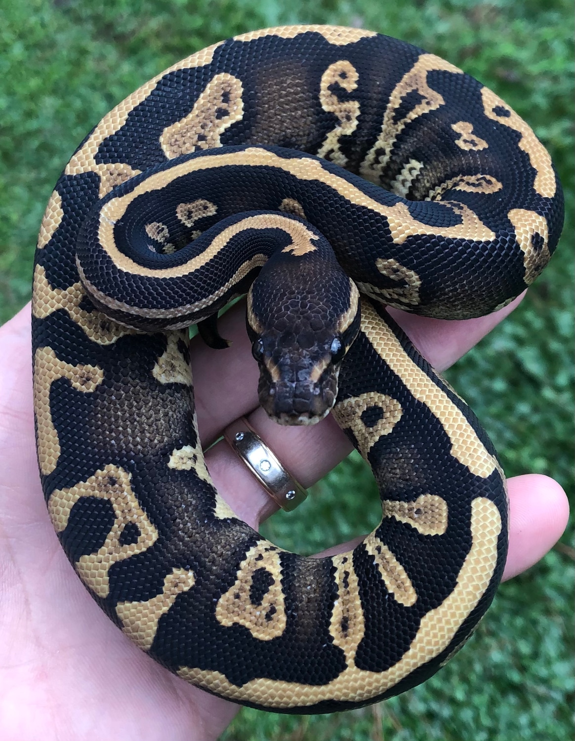 Acid Mojave Het Ultramel Ball Python by Constricted Reptiles - MorphMarket