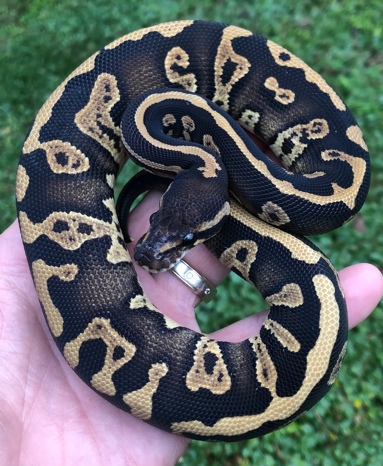 Acid Mojave Het Ultramel Ball Python by Constricted Reptiles - MorphMarket