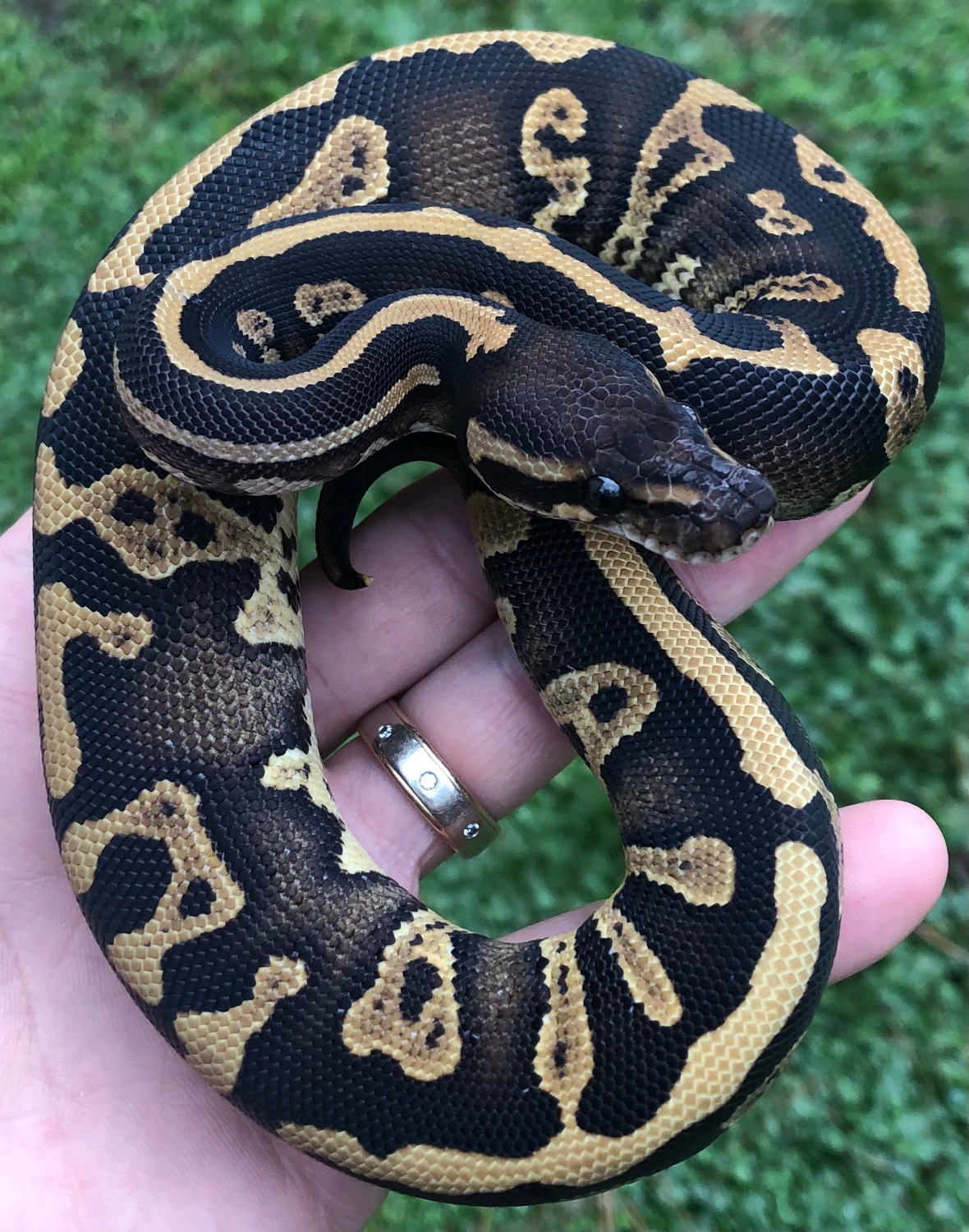 Acid Mojave Het Ultramel Ball Python by Constricted Reptiles - MorphMarket