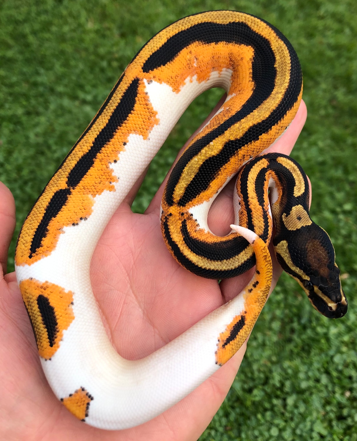 Orange Dream Yellow Belly Pied Ball Python by Constricted Reptiles ...