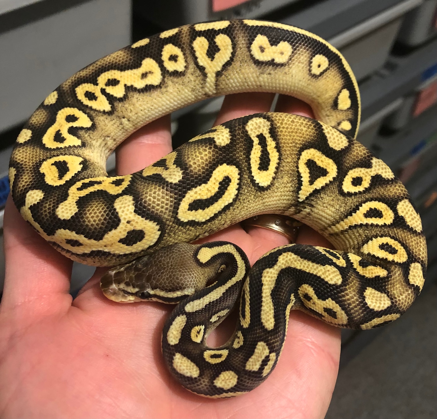 Gravel Pastel Mojave Ball Python by Constricted Reptiles - MorphMarket