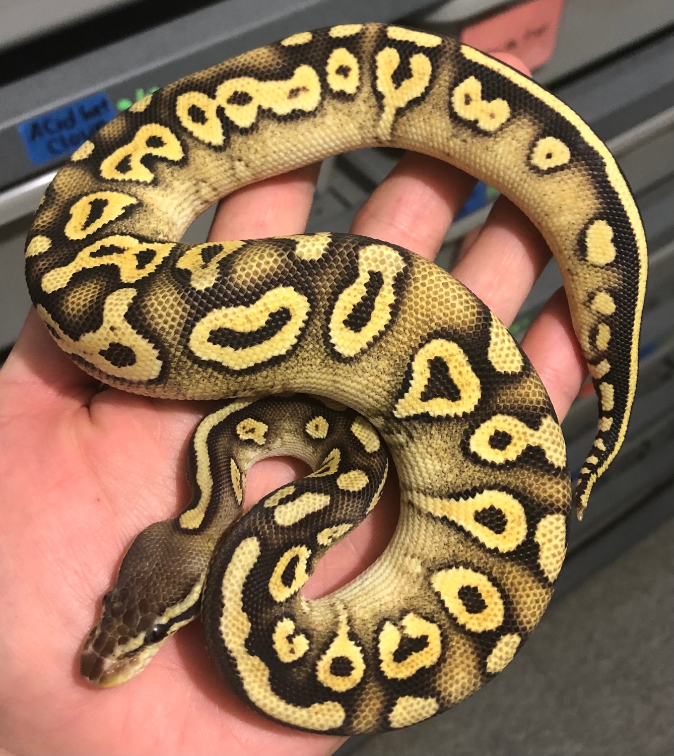 Gravel Pastel Mojave Ball Python by Constricted Reptiles - MorphMarket