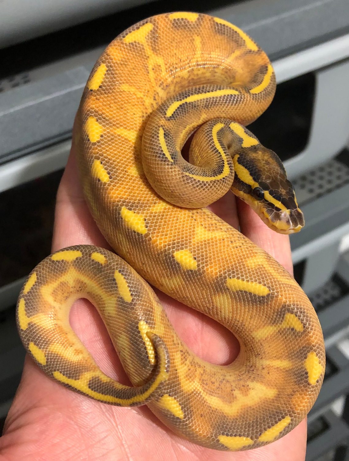 Enchi Highway Ball Python by Constricted Reptiles - MorphMarket