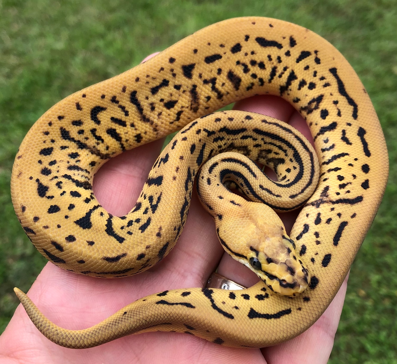 Acid Leopard Bumble Bee Het Hypo Ball Python by Constricted Reptiles ...