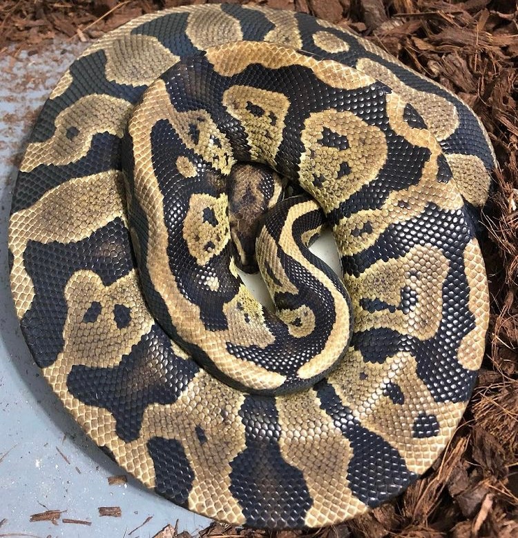 Acid Ball Python by Constricted Reptiles - MorphMarket