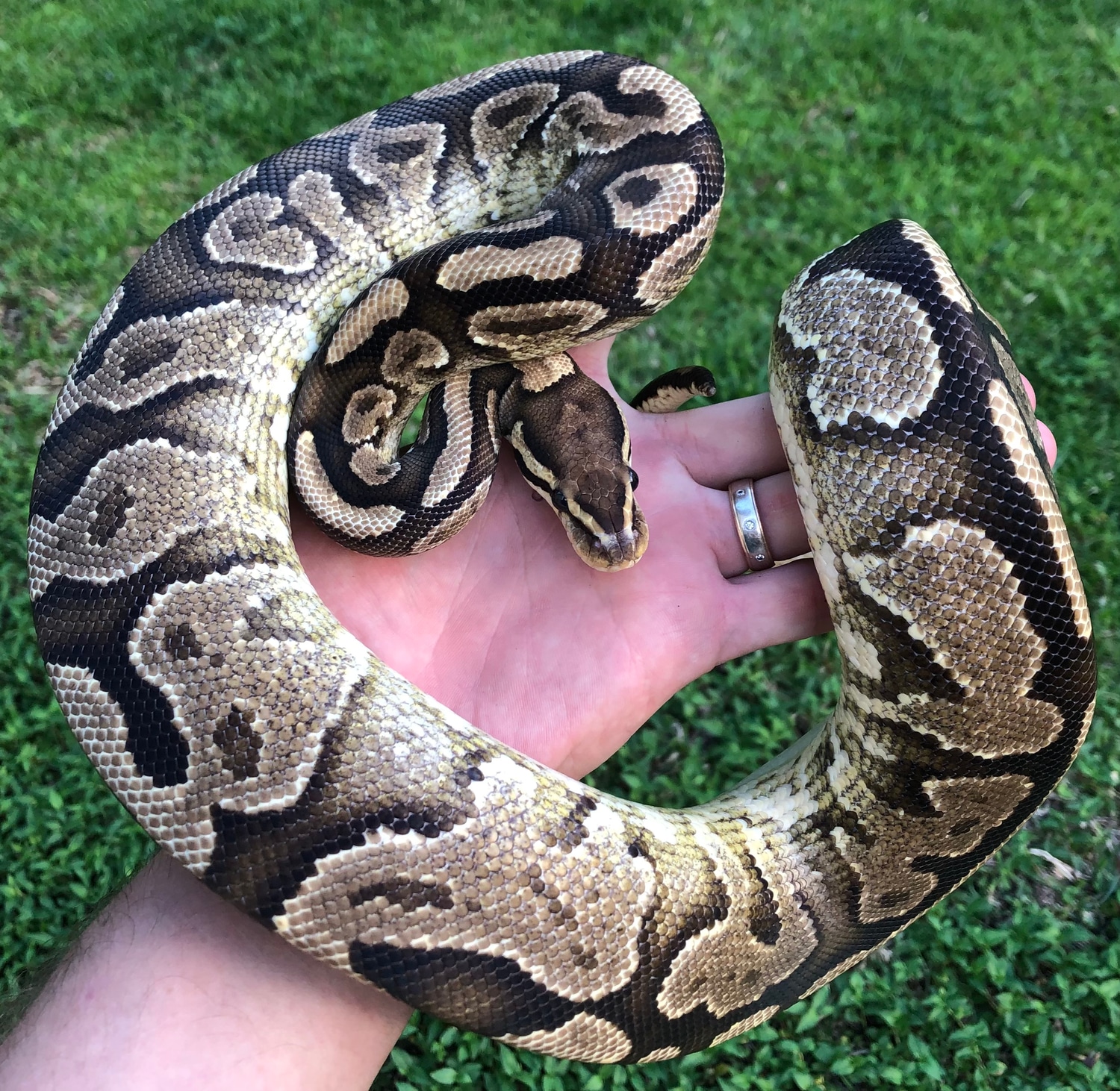 Gravel Fire Ball Python by Constricted Reptiles - MorphMarket