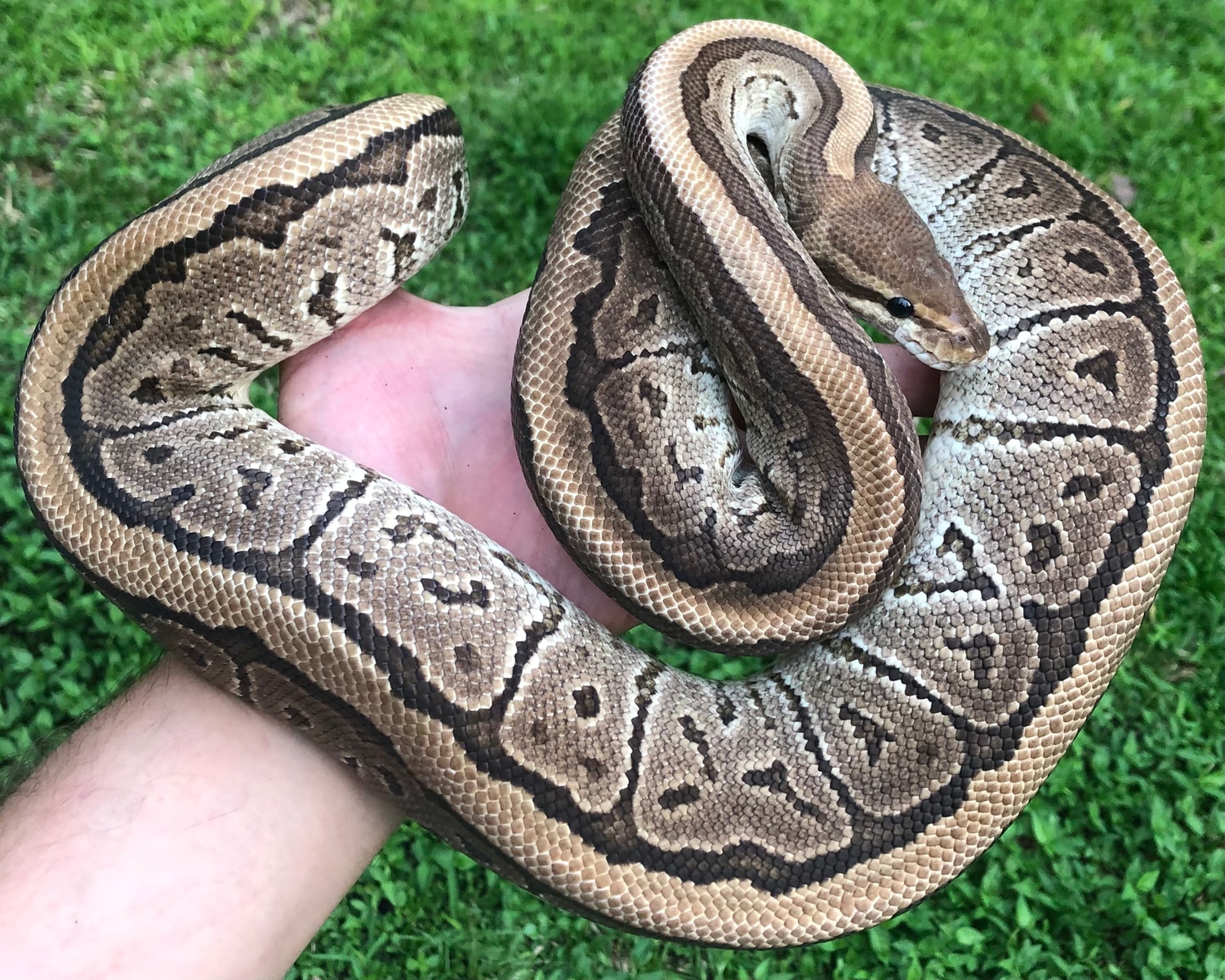 Mystic Pinstripe Ball Python by Constricted Reptiles - MorphMarket