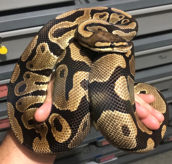 Het Clown Ball Python by Constricted Reptiles