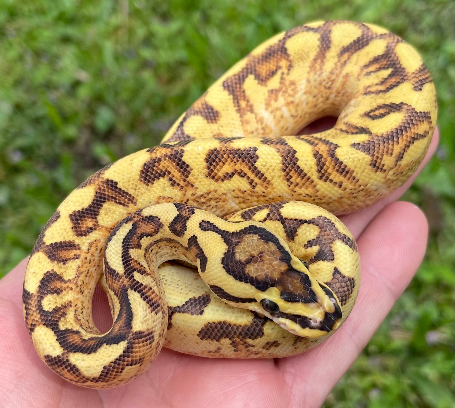 Enchi Spider Super Gravel Ball Python by Constricted Reptiles - MorphMarket
