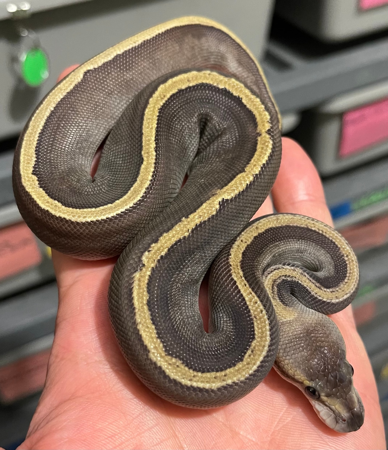 Ghi Mystic Pinstripe Ball Python by Constricted Reptiles - MorphMarket