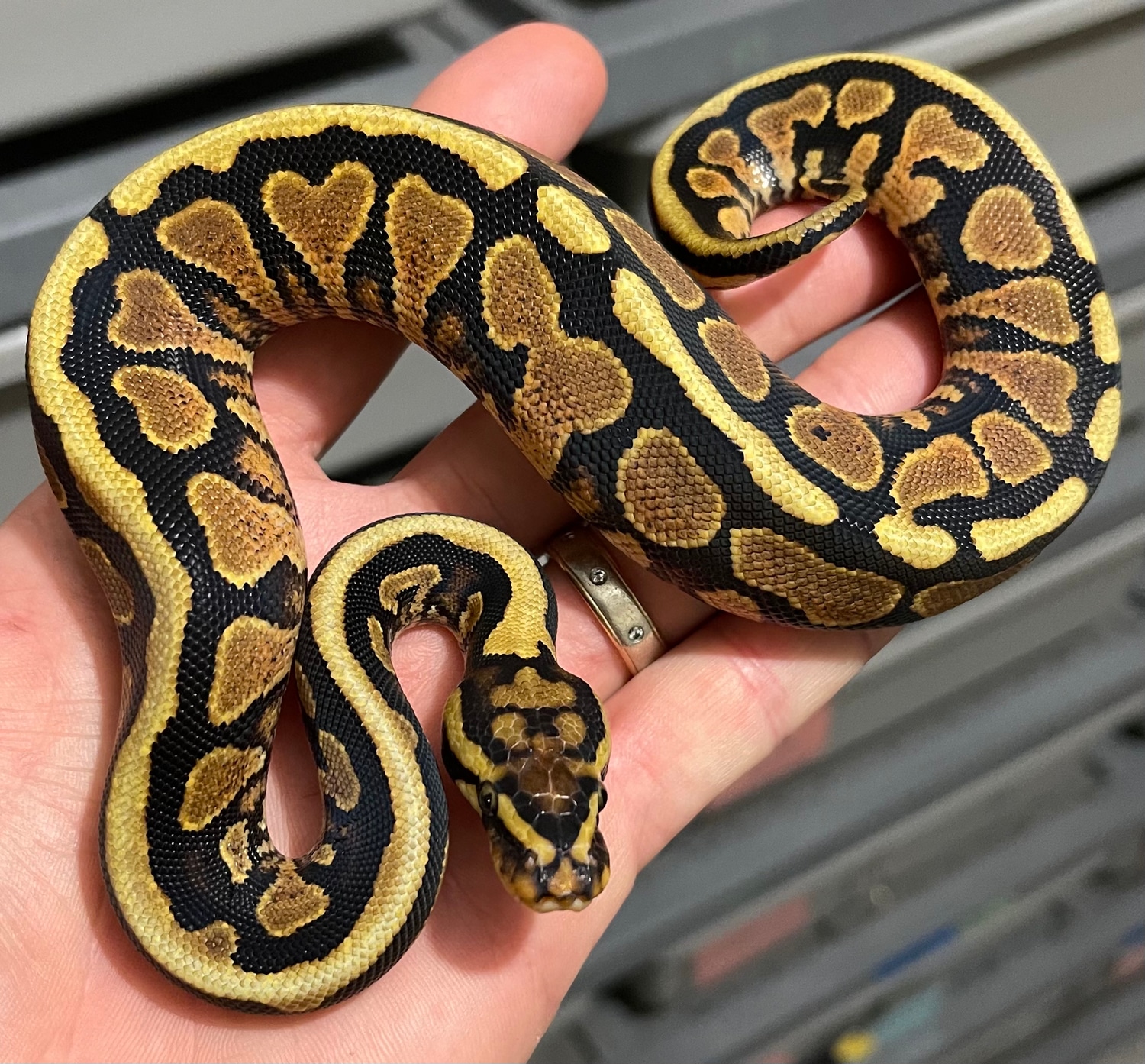 Spotnose Yellow Belly Ball Python by Constricted Reptiles - MorphMarket
