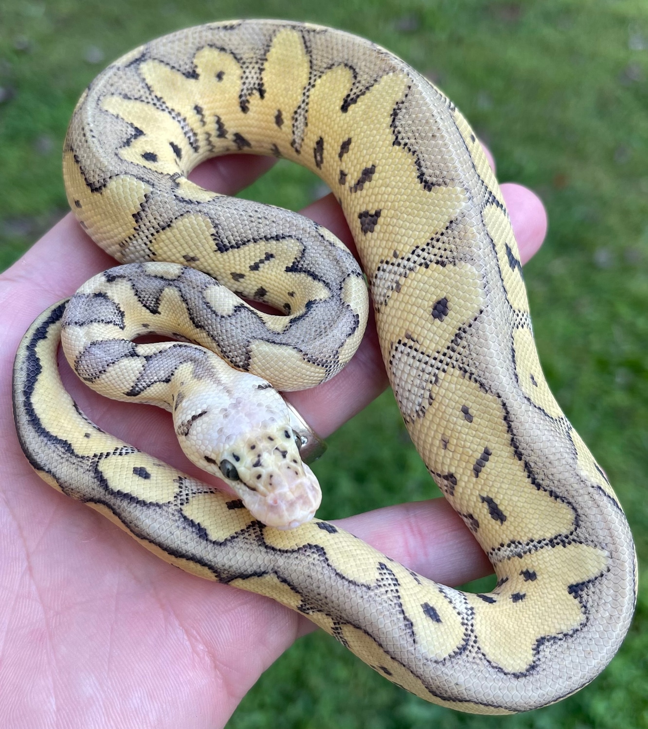 Killer Clown Ball Python by Constricted Reptiles - MorphMarket