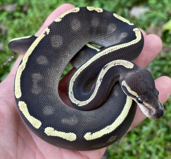 Ghi Mojave Pos Yb Ball Python by Constricted Reptiles