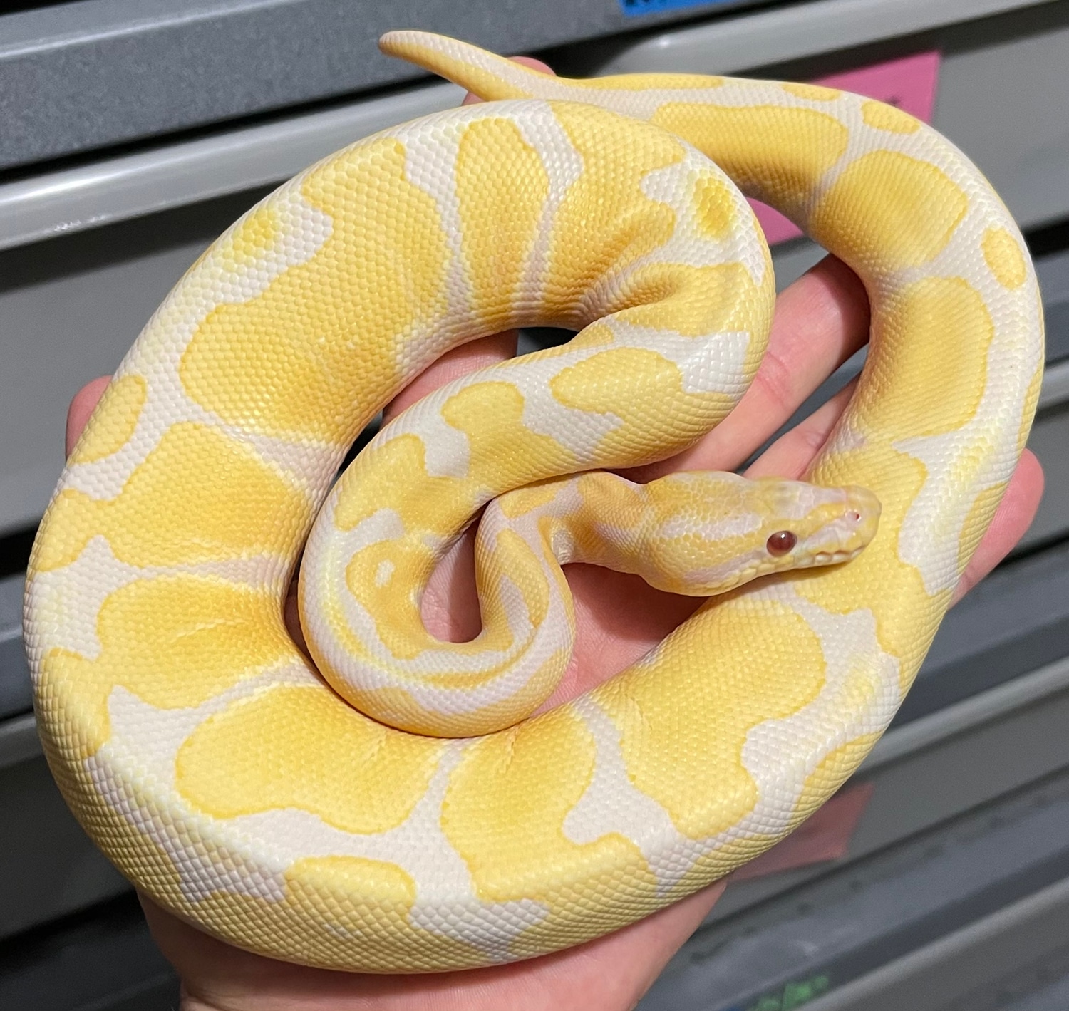 Lavender Ball Python by Constricted Reptiles - MorphMarket