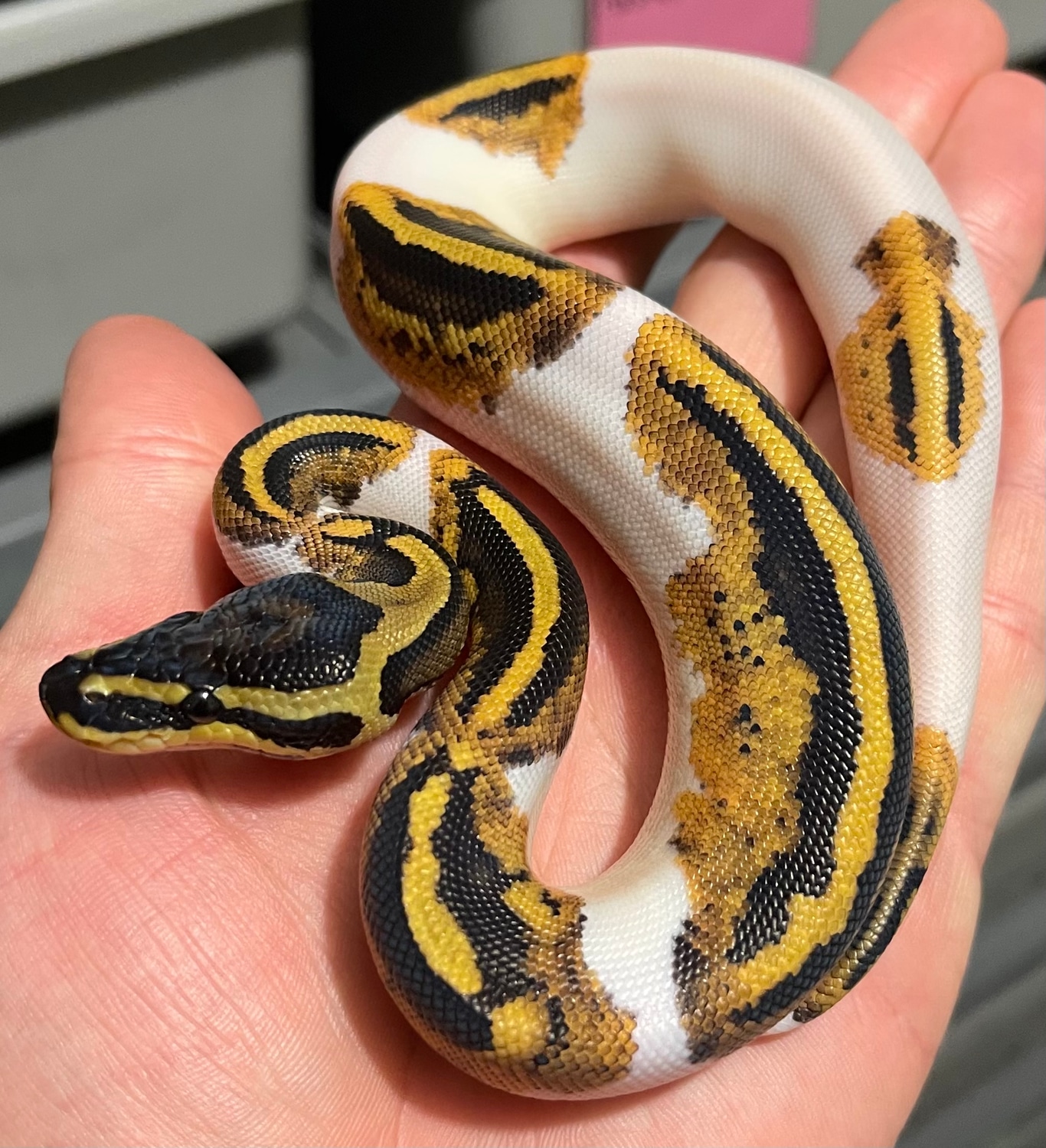 Yellow Belly Pied Het Vpi Axanthic Ball Python by Constricted Reptiles ...