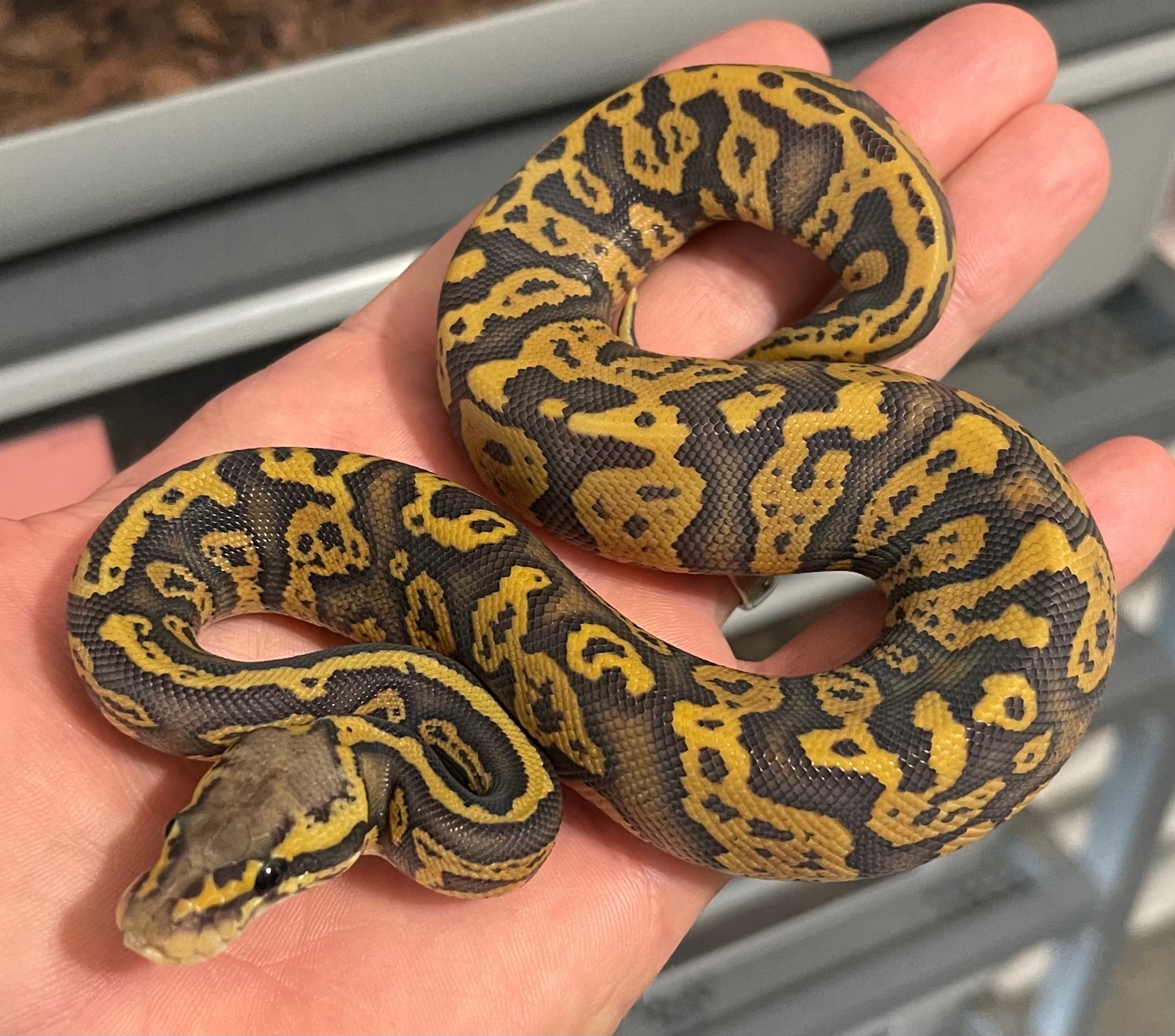 Acid Pastel Hypo Ball Python by Constricted Reptiles - MorphMarket