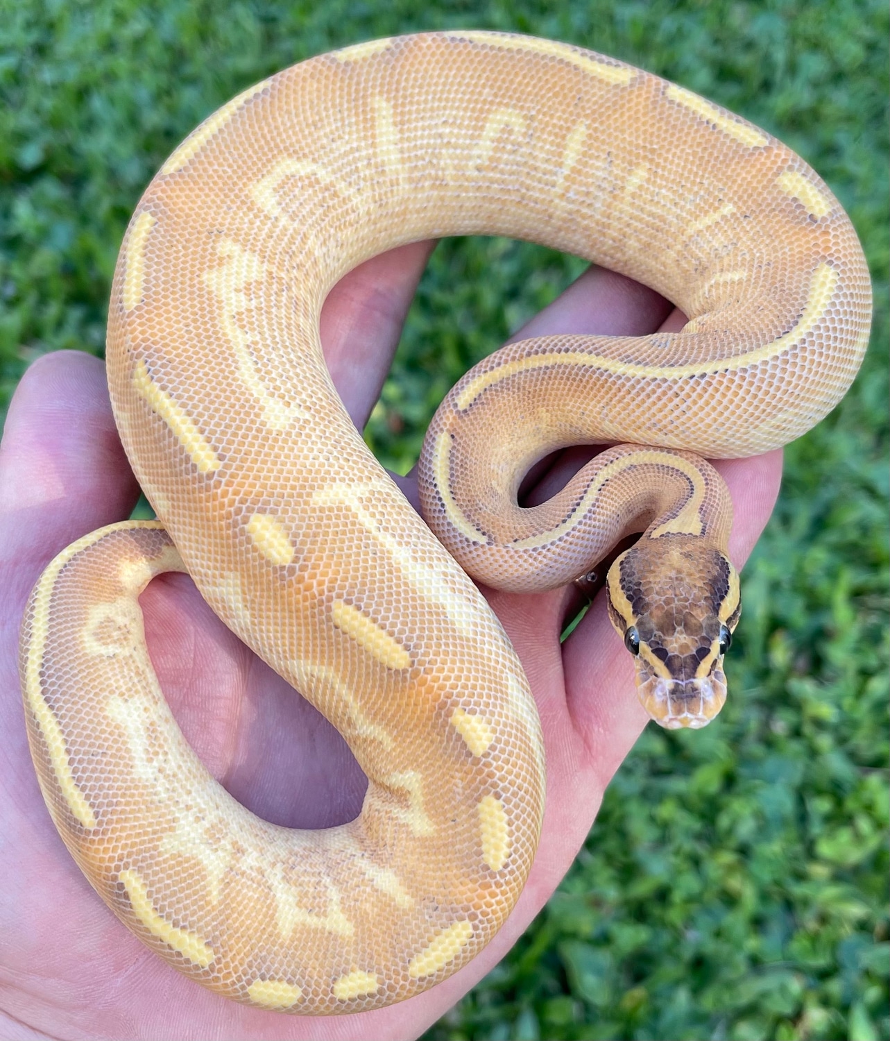 Enchi Highway Ball Python by Constricted Reptiles - MorphMarket