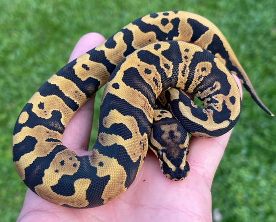 Acid 66% Het Clown Ball Python by Constricted Reptiles