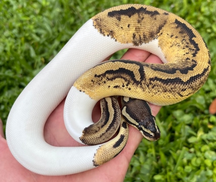 Acid Pastel Hypo Ball Python by Constricted Reptiles - MorphMarket