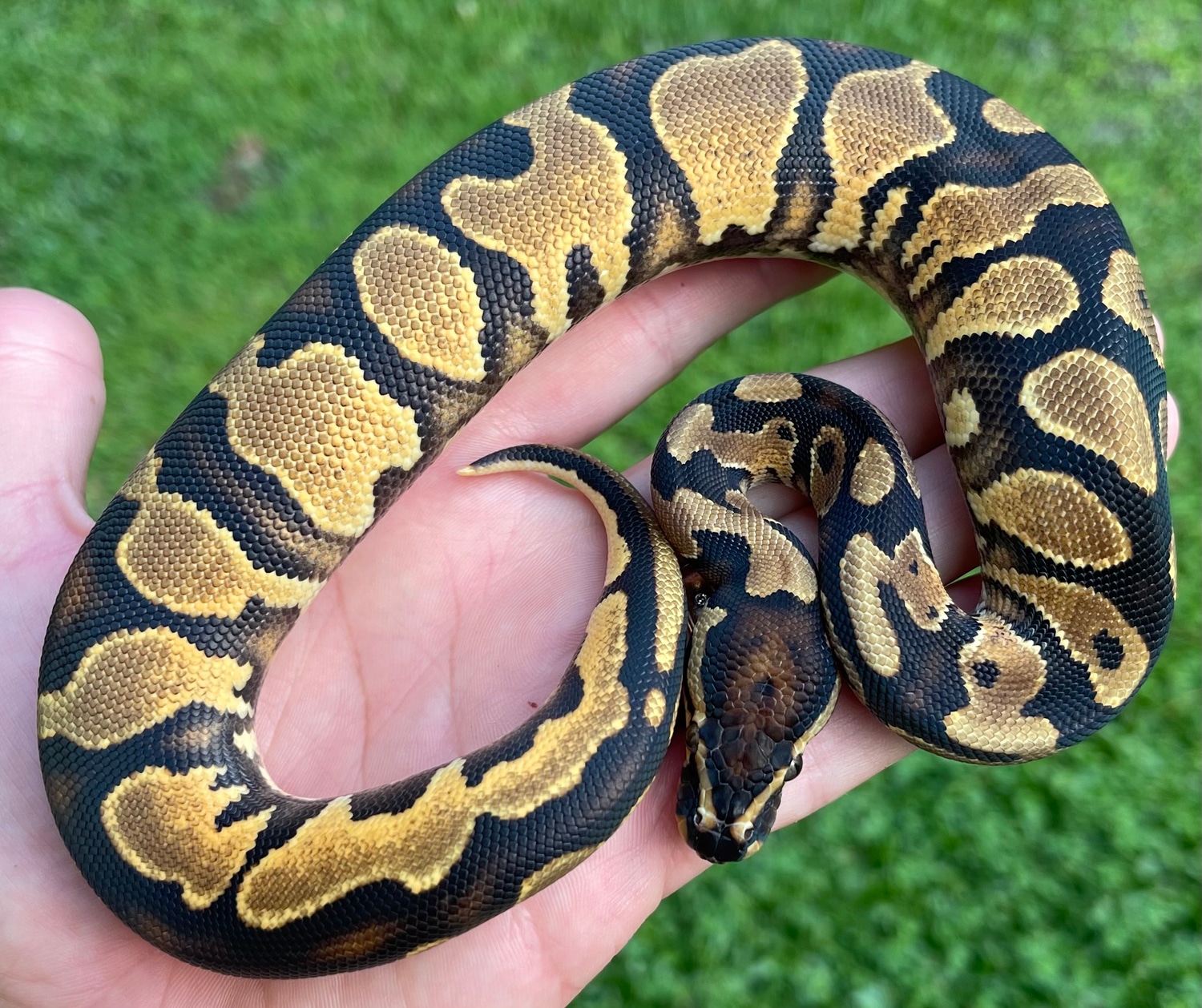 Orange Dream Yellow Belly Het Pied Ball Python by Constricted Reptiles ...