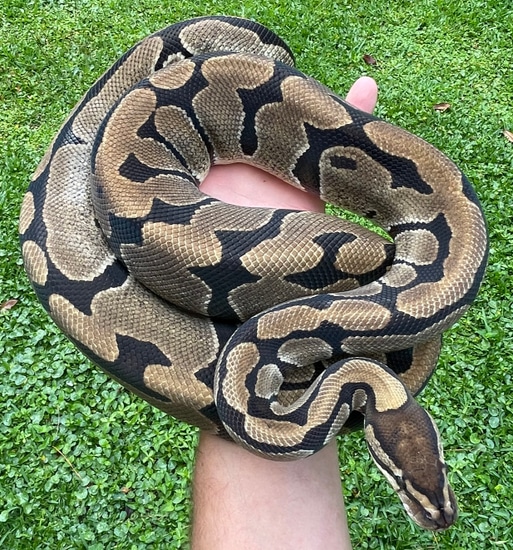 Blade Het Clown Ball Python by Constricted Reptiles